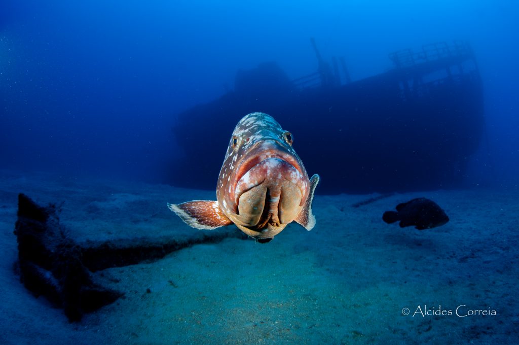 Gallery - Porto Santo Sub